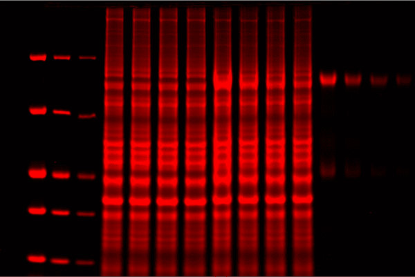 LICORbio™ | Applications