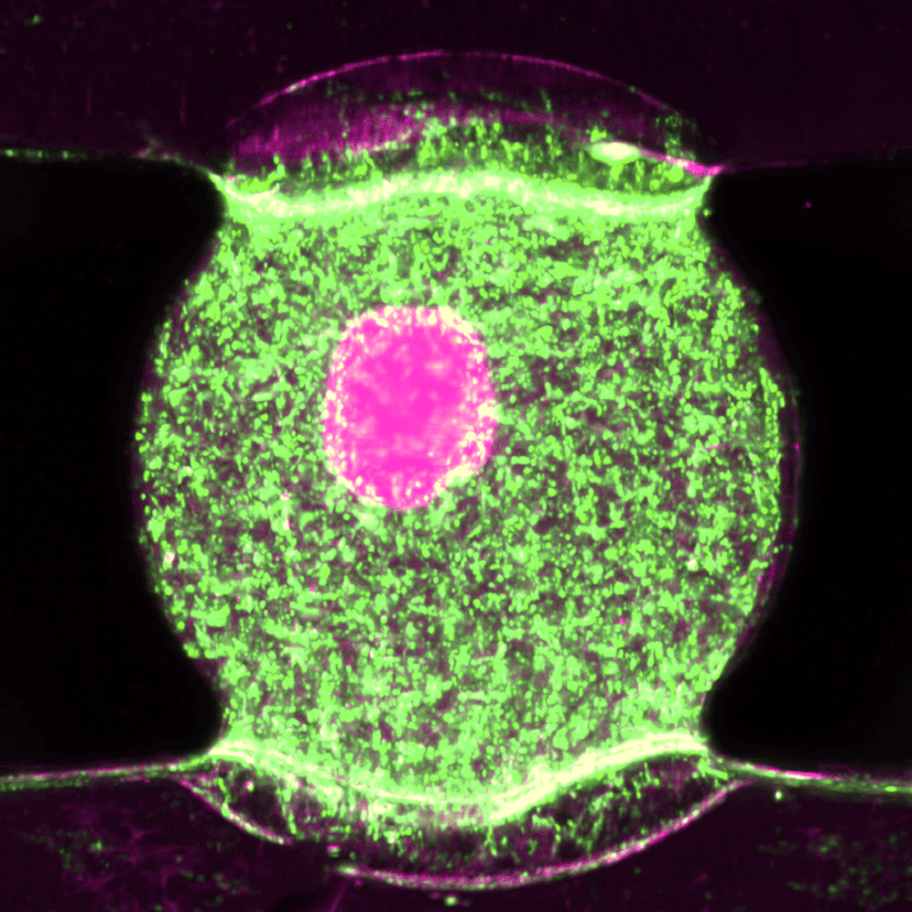 Atlas™ Applications | LICORbio