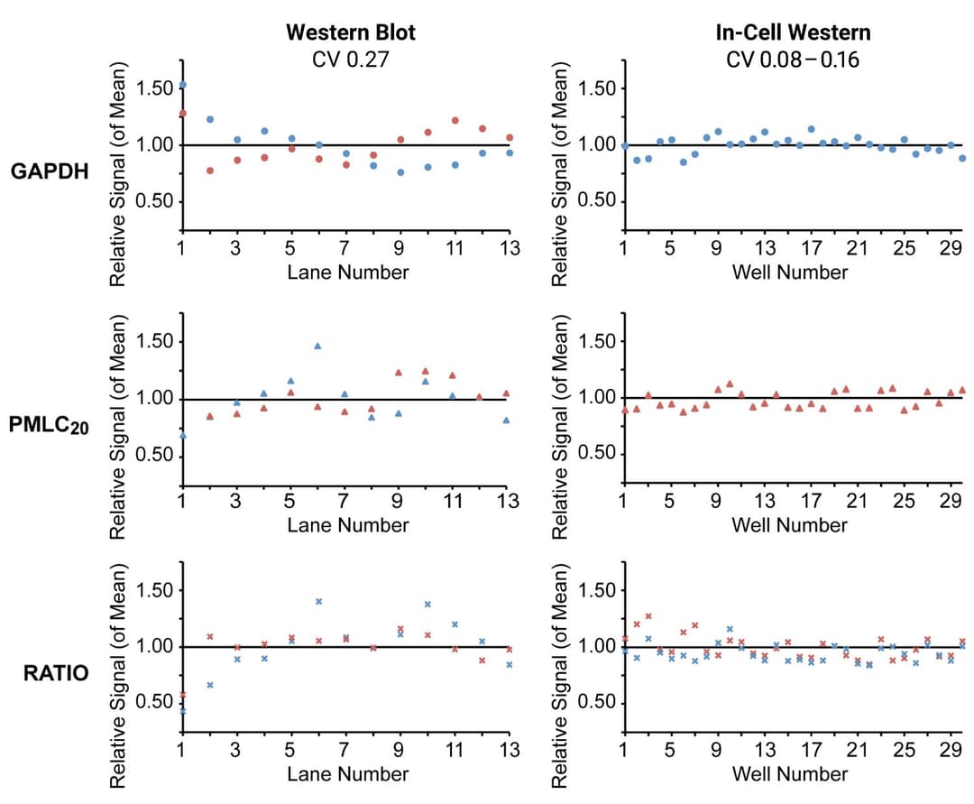 Quantitative Immunofluorescent Assays Using Fluorescent Imaging