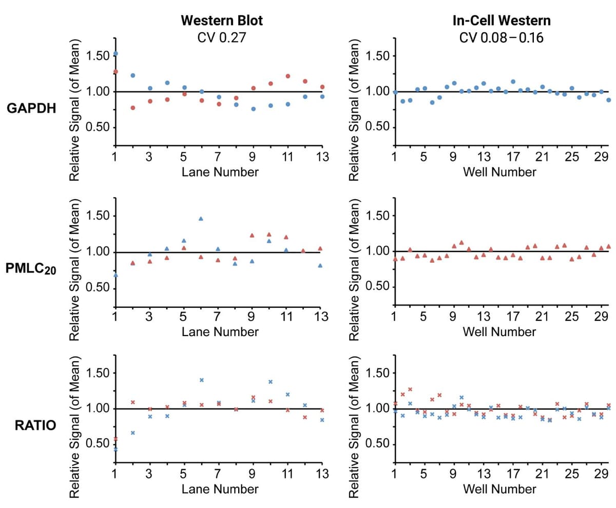 Quantitative Immunofluorescent Assays Using Fluorescent Imaging