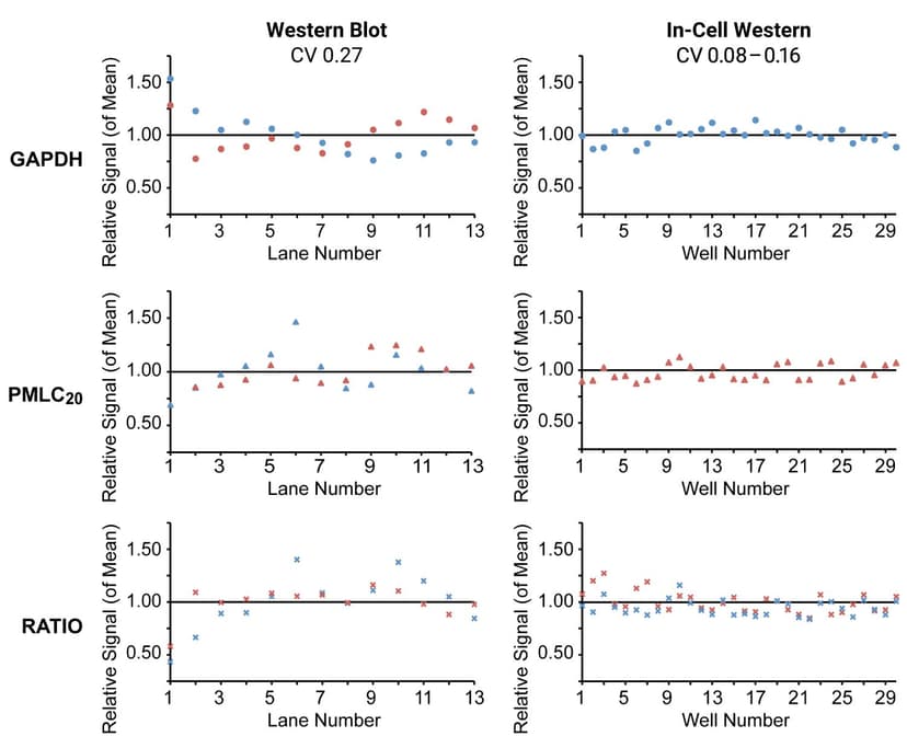 Quantitative Immunofluorescent Assays Using Fluorescent Imaging