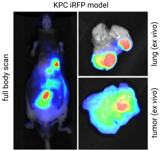 Assess Therapeutic Response with Near-Infrared Fluorescence