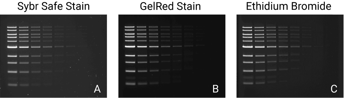 DNA and RNA Gel Documentation with the Odyssey Imagers