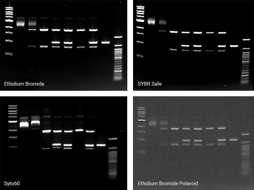 DNA and RNA Gel Documentation with the Odyssey Imagers