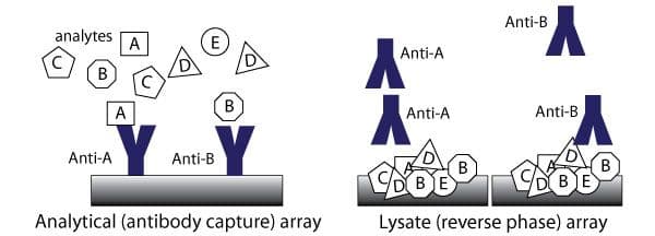 Sensitive Two-Color Protein Arrays for Maximum Throughput