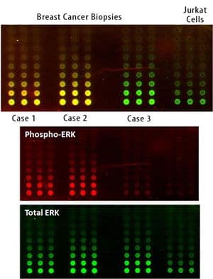 Sensitive Two-Color Protein Arrays for Maximum Throughput
