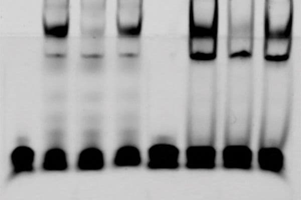 LICORbio™ | Applications