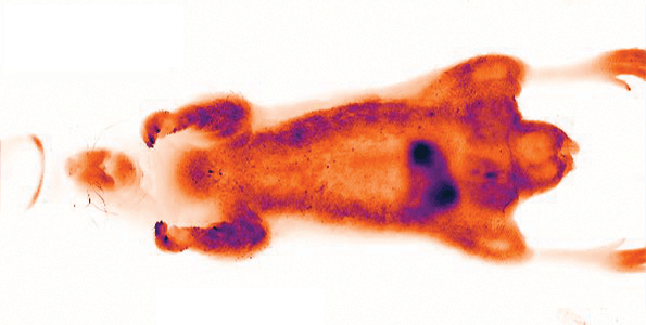 Pearl Trilogy Imaging System for in vivo Imaging Applications