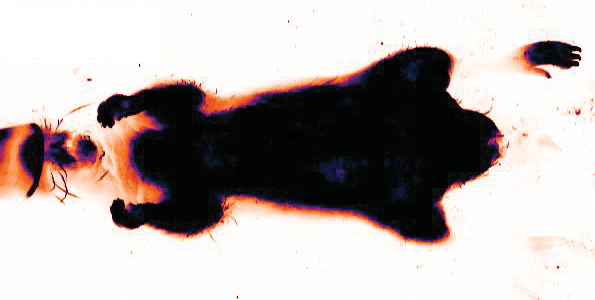 Pearl Trilogy Imaging System for in vivo Imaging Applications