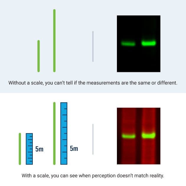 Normalize Western Blots to Correct for Technique Variability