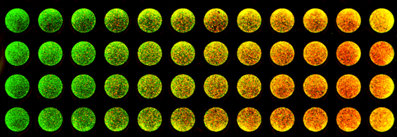 Fluorescent Proteins | LICORbio