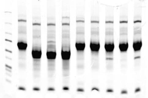 LICORbio™ | Applications