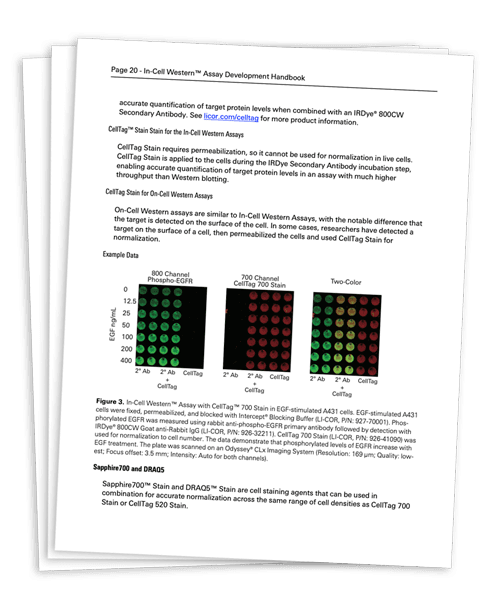 Quantitative Immunofluorescent Assays Using Fluorescent Imaging