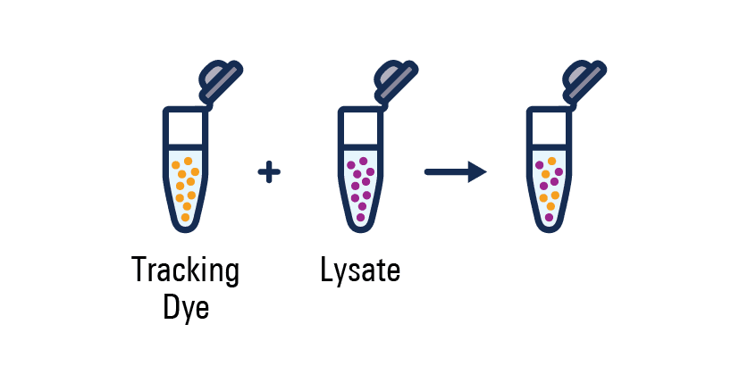Image a Variety of Fluorescent and Colorimetric Protein Gel Stains on ...