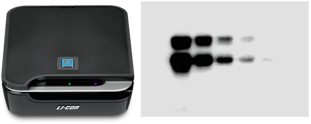 Interested in the DiGit Duo?