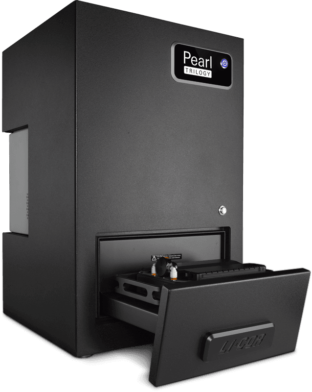 Near-Infrared Fluorescent EMSA Assays or Gel Shift Assays
