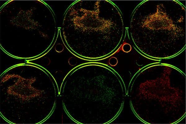 Fluorescent Proteins | LICORbio